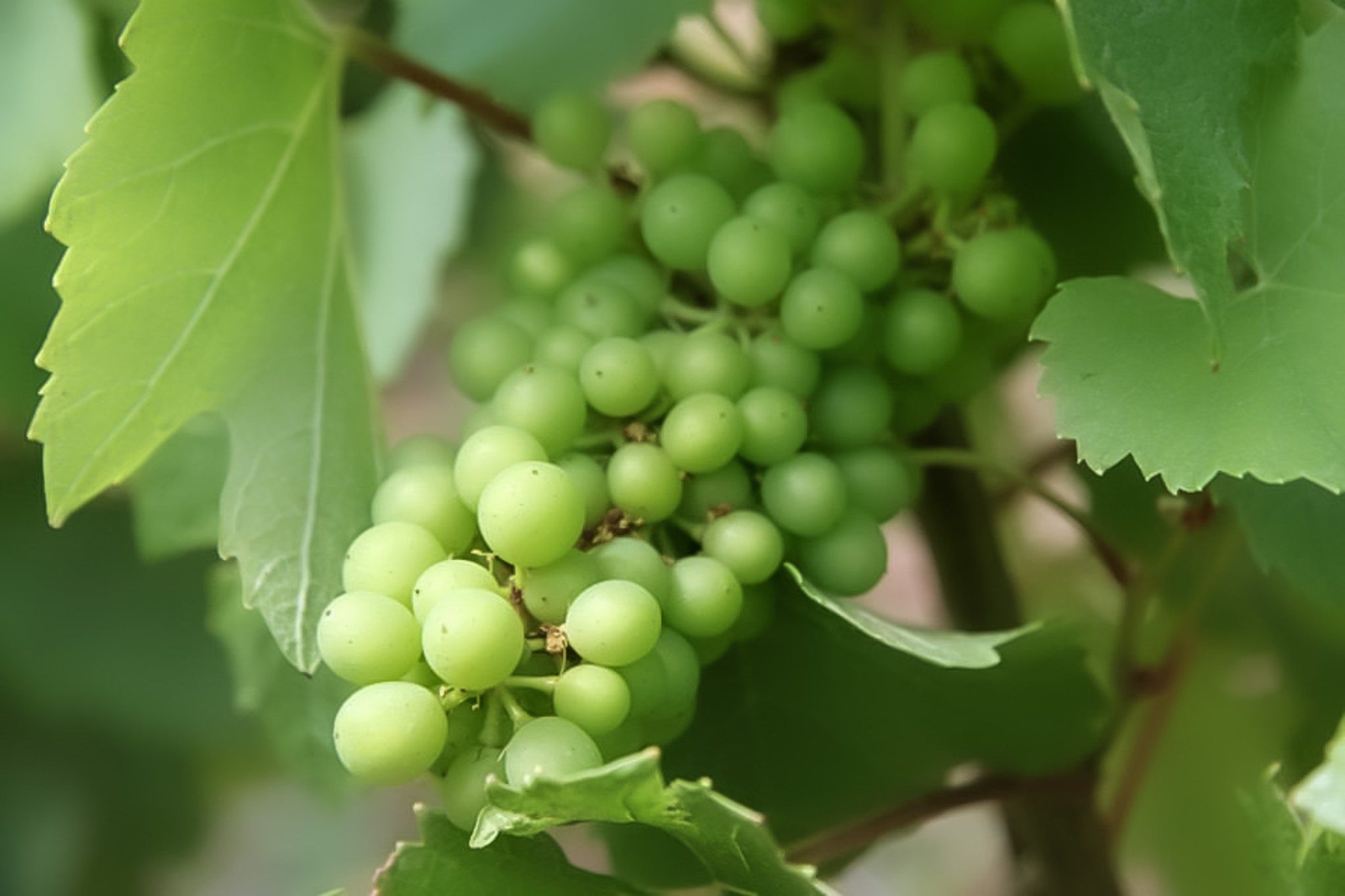 DOMAINE FAIVELEY GIVRY CHAMP LALOT 2018 – 湯大帥非型日誌