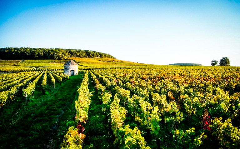 夏日喝白葡萄酒『ELWC LUXURIOUS DUNNAN』 – 湯大帥非型日誌